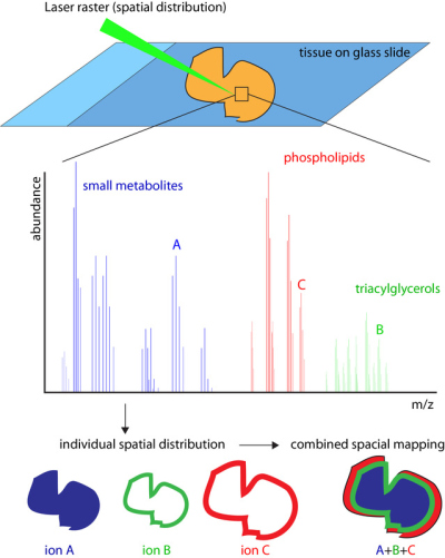 Spatial metabolomics with high resolution mass spectrometry imaging